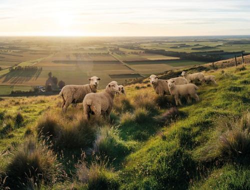 Read more about "Maimoa Lamb Social Tiles"...